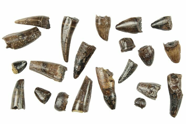 Clearance Lot: Lance Formation Fossil Reptile Teeth - 40 Pieces ...