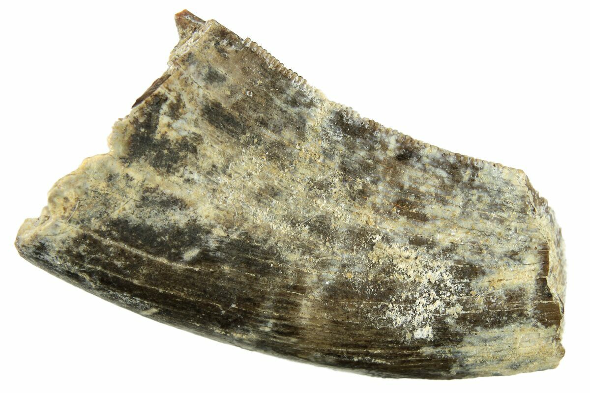 .78" Serrated Tyrannosaur (Nanotyrannus?) Tooth - Montana (#265961) For ...