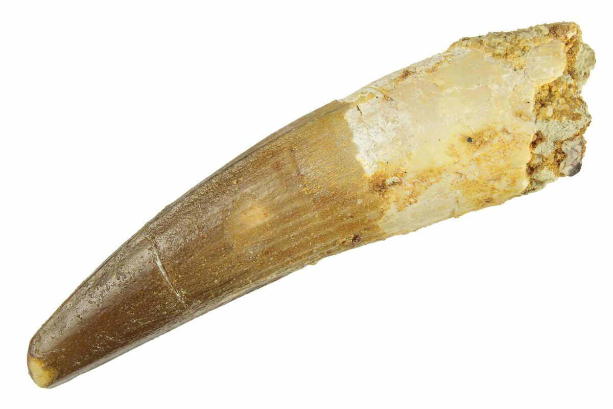 2.13" Fossil Spinosaurus Tooth - Real Dinosaur Tooth (#266039) For Sale ...