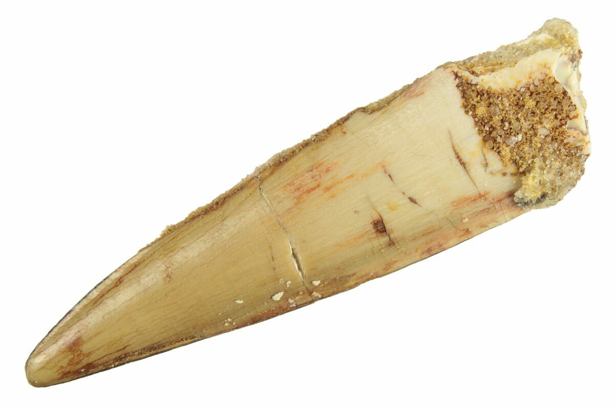 1.53" Juvenile Fossil Spinosaurus Tooth - Real Dinosaur Tooth (#266048 ...