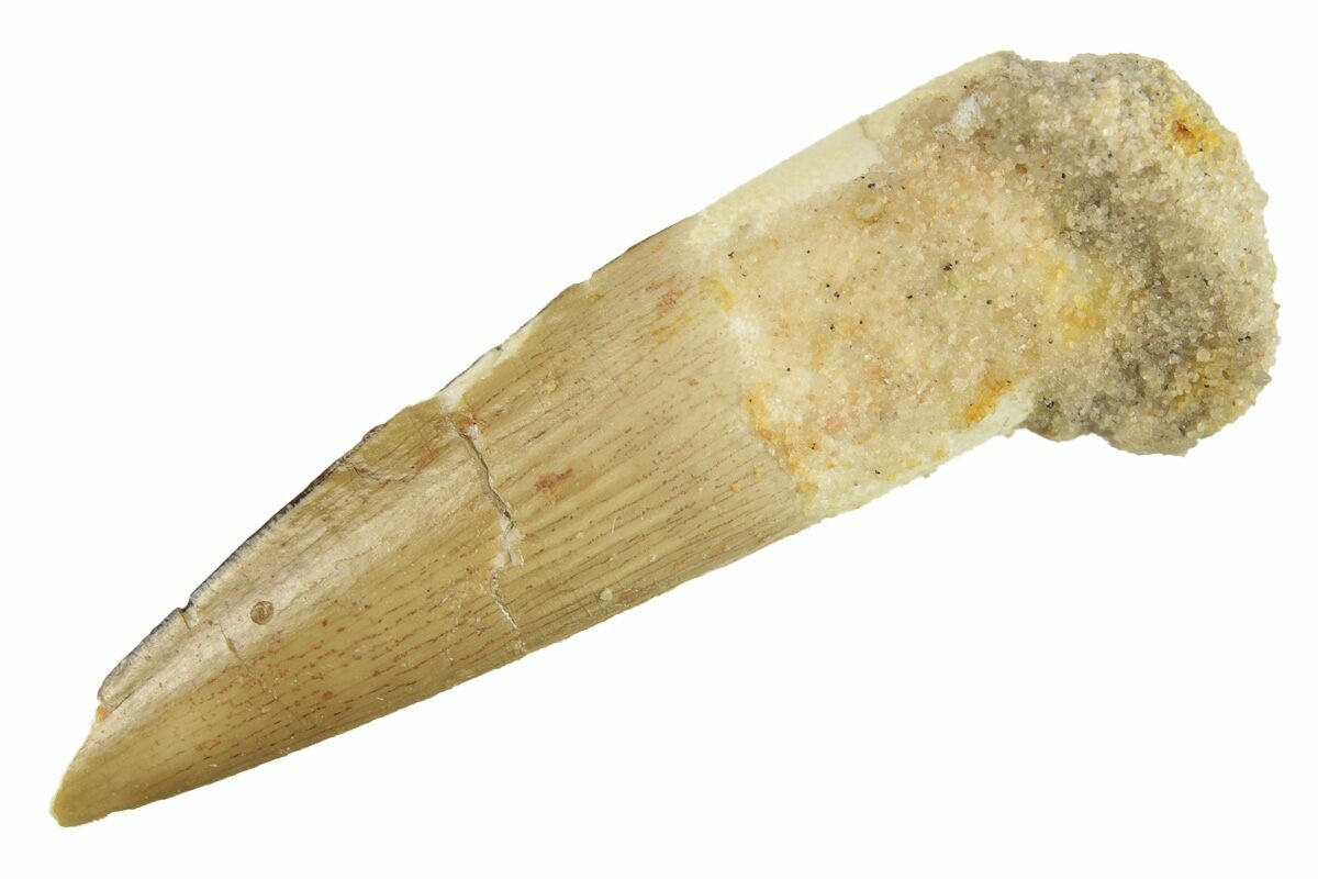 1.41" Juvenile Fossil Spinosaurus Tooth - Real Dinosaur Tooth (#266049 ...