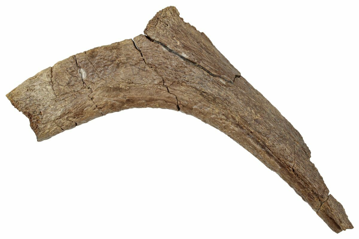 5.15" Hadrosaur (Edmontosaurus) Rib Bone - Wyoming (#265737) For Sale ...