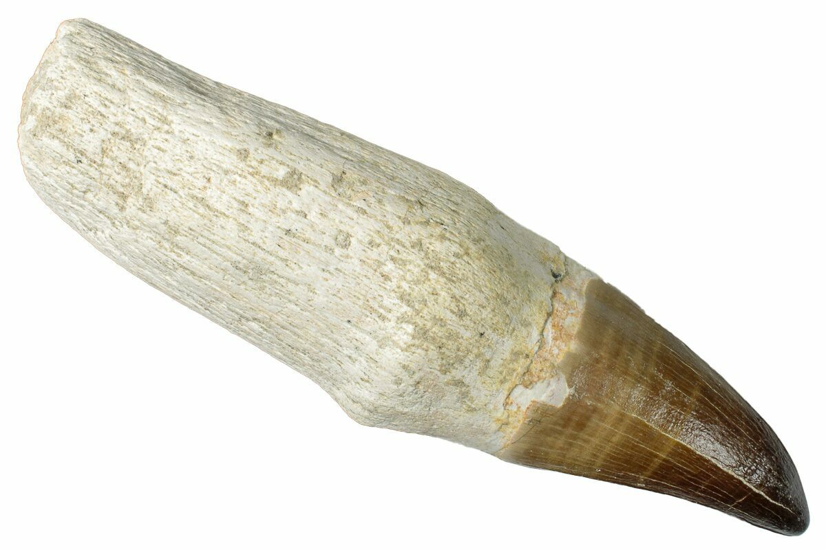 6" Fossil Rooted Mosasaur (Prognathodon) Tooth - Morocco (#265879) For ...