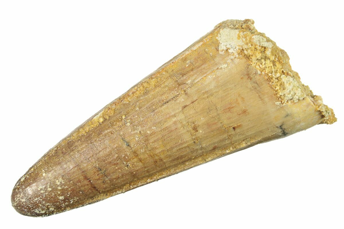 1.81" Cretaceous Fossil Crocodylomorph Tooth - Morocco (#266550) For ...
