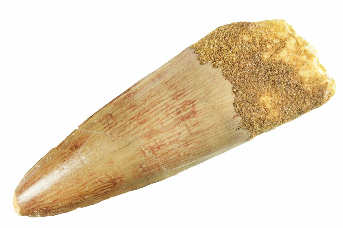 1.97" Fossil Spinosaurus Tooth - Real Dinosaur Tooth (#266567) For Sale ...
