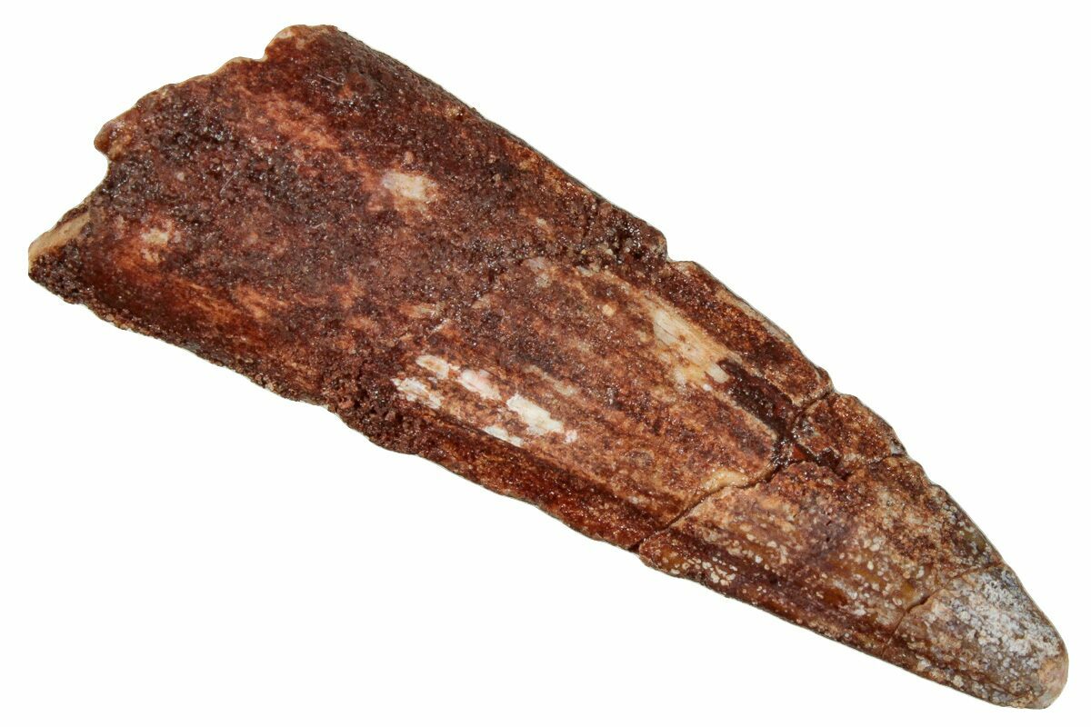 1.31" Juvenile Fossil Spinosaurus Tooth - Real Dinosaur Tooth (#266690 ...
