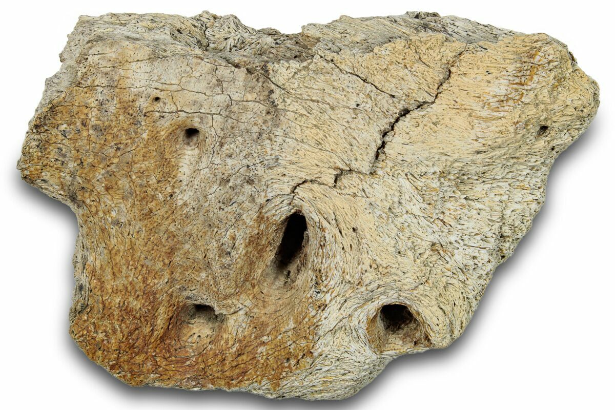 3.1" Dinosaur (Triceratops) Frill Shield Section - Montana (#266881 ...