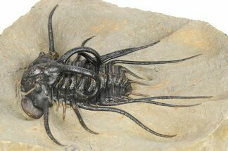 Spectacular Dicranurus Monstrosus (#1542) For Sale - FossilEra.com