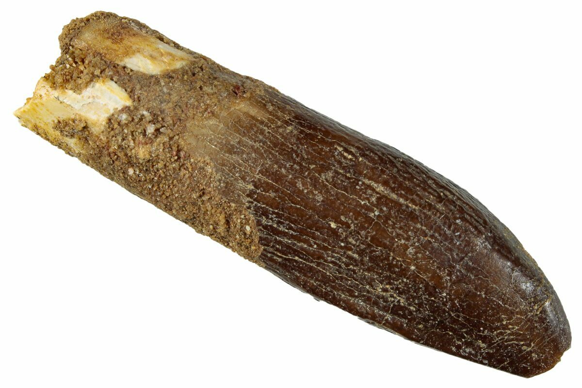 1.72" Fossil Sauropod Dinosaur (Titanosaur) Tooth - Morocco (#267285 ...