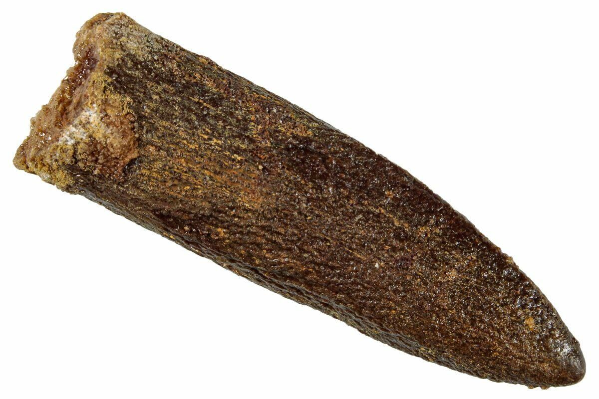 1.70" Fossil Sauropod Dinosaur (Titanosaur) Tooth - Morocco (#267289 ...