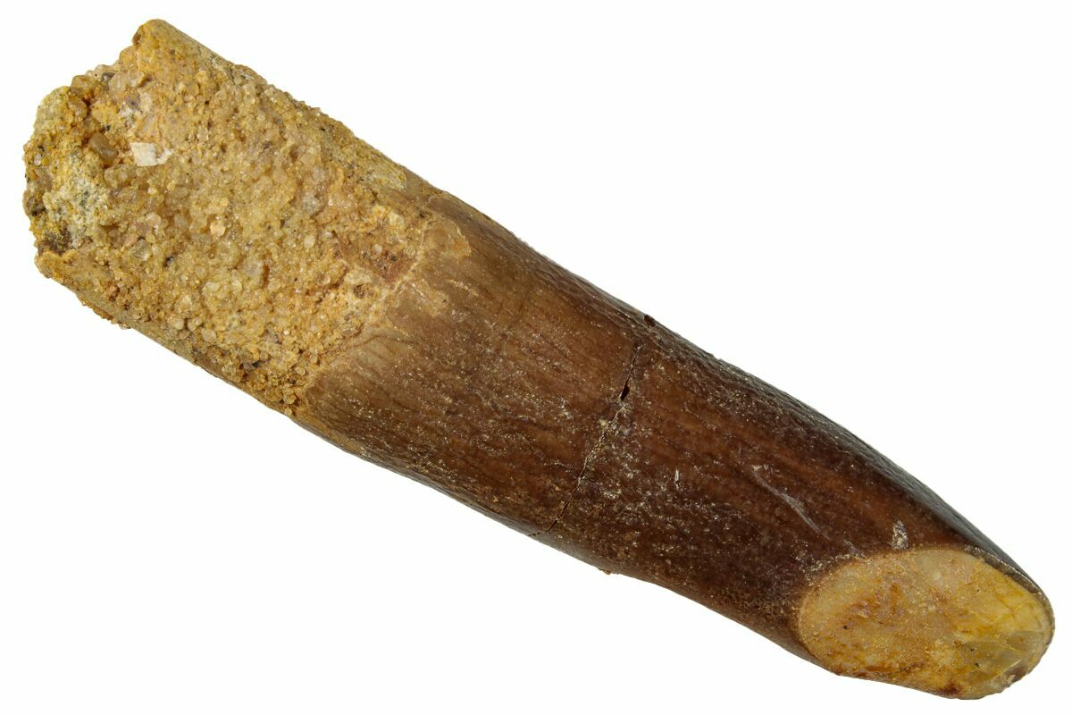 2.19" Fossil Sauropod Dinosaur (Titanosaur) Tooth - Morocco (#267294 ...