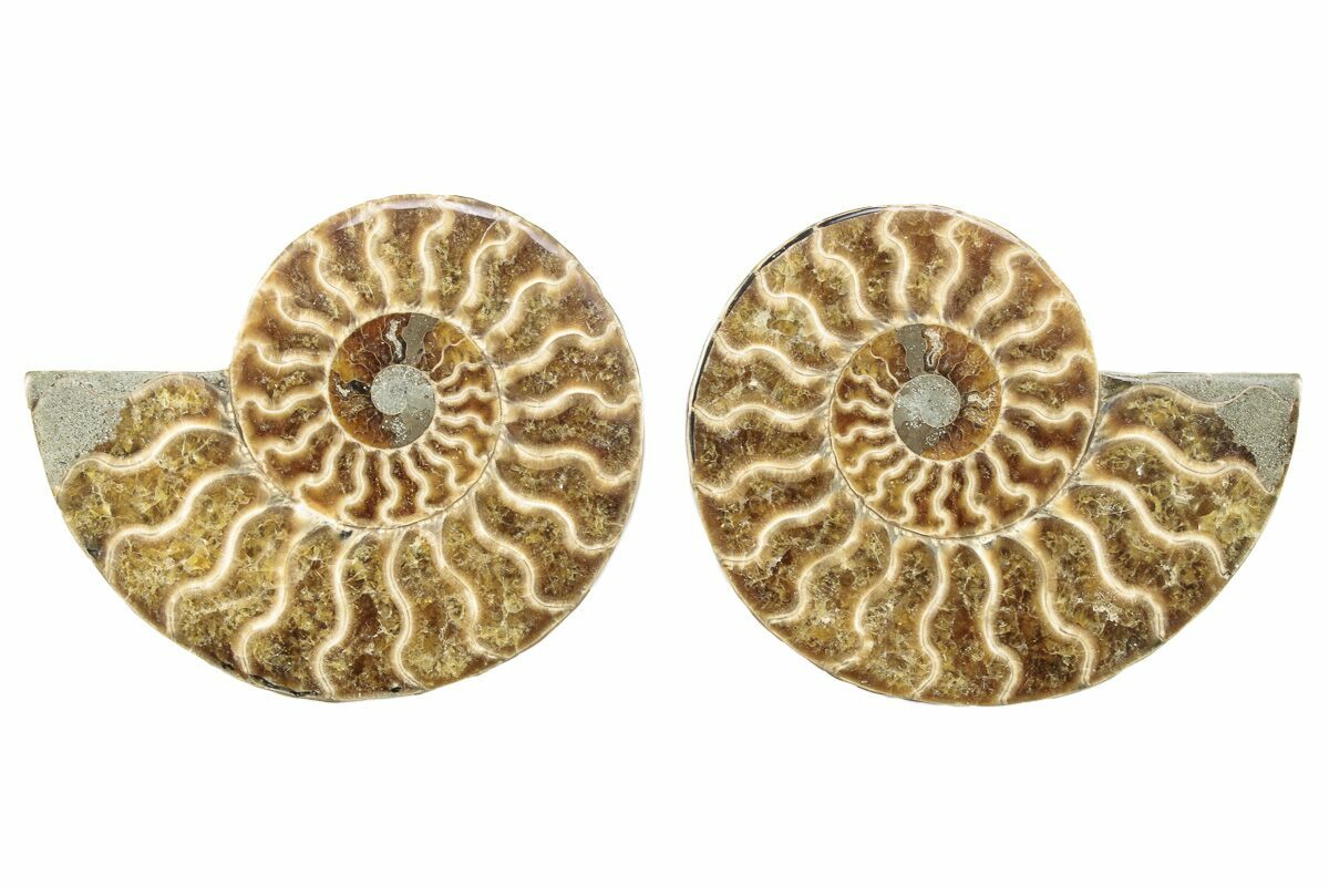 4.25" Cut & Polished, Agatized Ammonite Fossil - Madagascar (#263670 ...