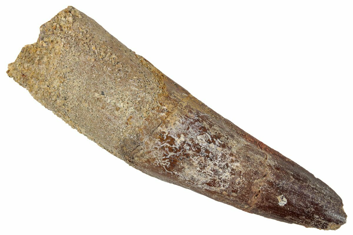 3.56" Fossil Spinosaurus Tooth - Real Dinosaur Tooth (#267598) For Sale ...