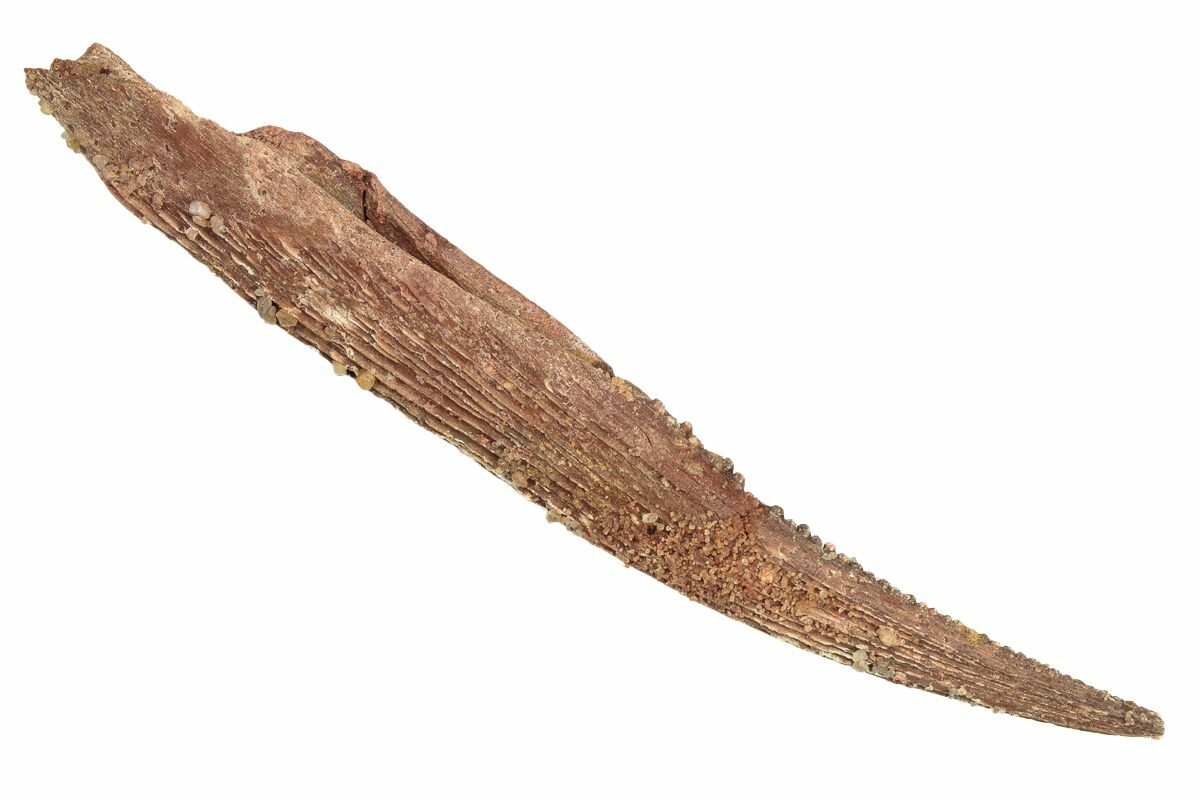 5.35" Fossil Shark (Hybodus) Dorsal Spine - Kem Kem Beds, Morocco ...