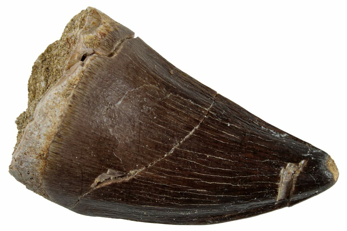 2.11" Large, Fossil Mosasaur (Prognathodon) Tooth - Morocco (#262824 ...