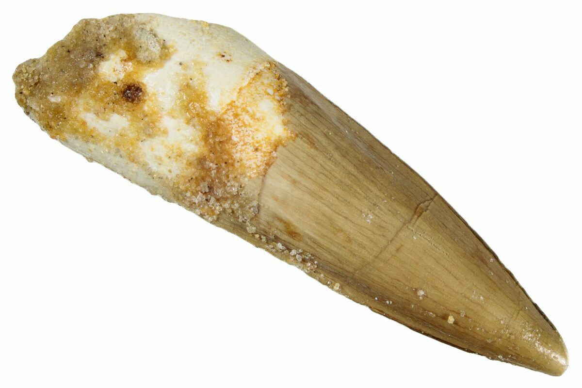 1.4" Fossil Spinosaurus Tooth - Real Dinosaur Tooth (#268454) For Sale ...