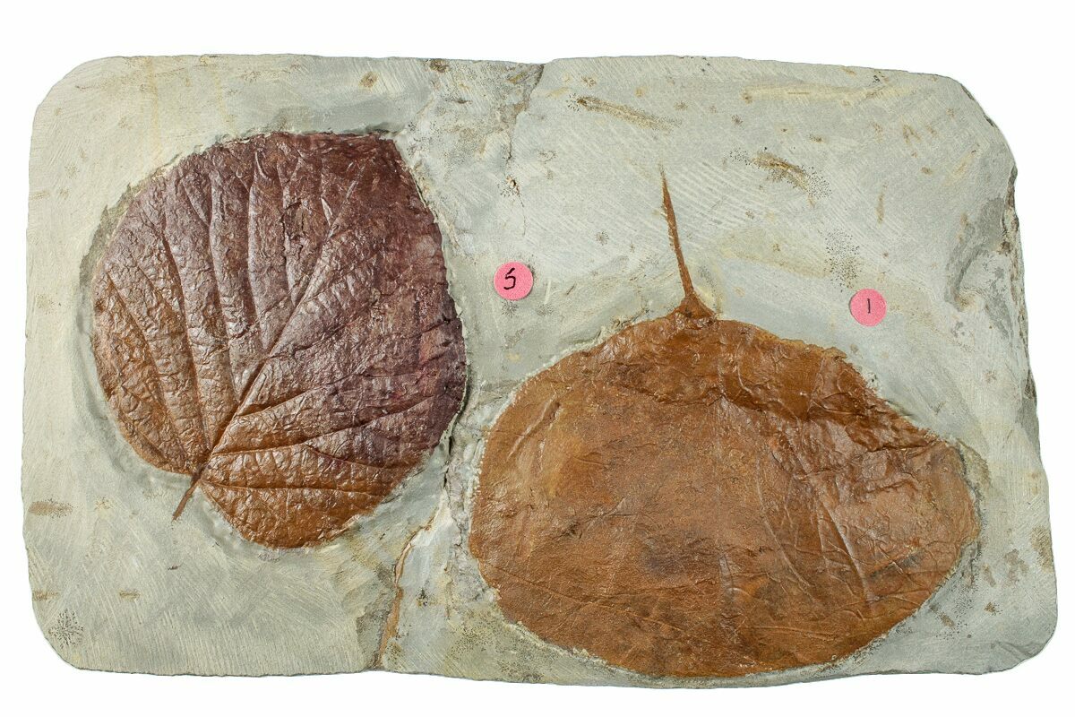 Two Fossil Leaves (Zizyphoides & Davidia) - Montana (#268154) For Sale ...