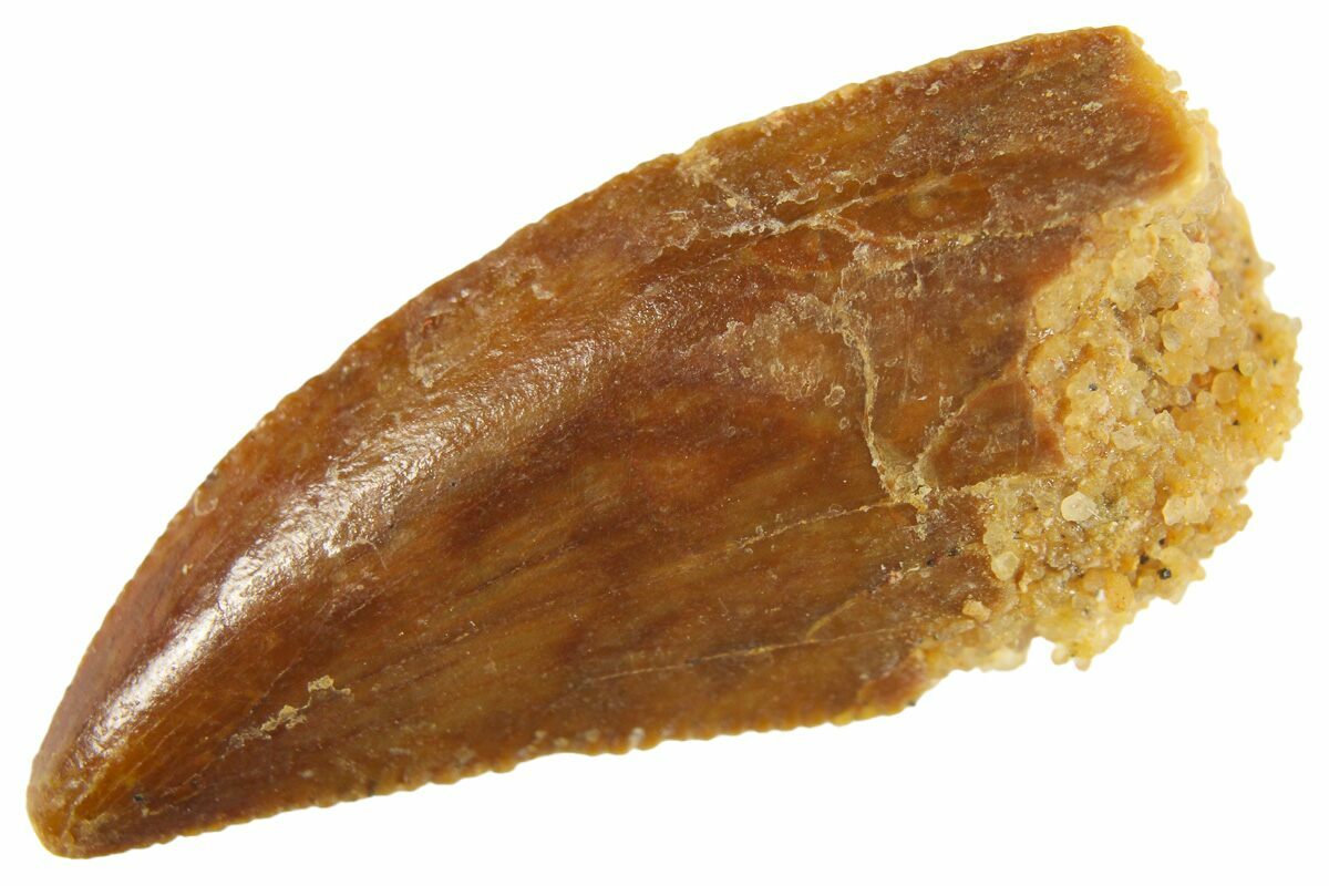 Serrated, .63" Raptor Tooth - Real Dinosaur Tooth (#268399) For Sale ...