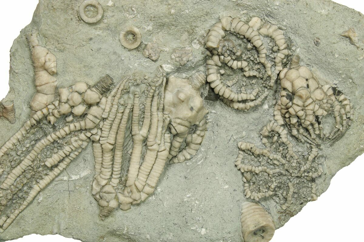 5.3" Fossil Crinoid Plate (Four Species) - Crawfordsville, Indiana ...
