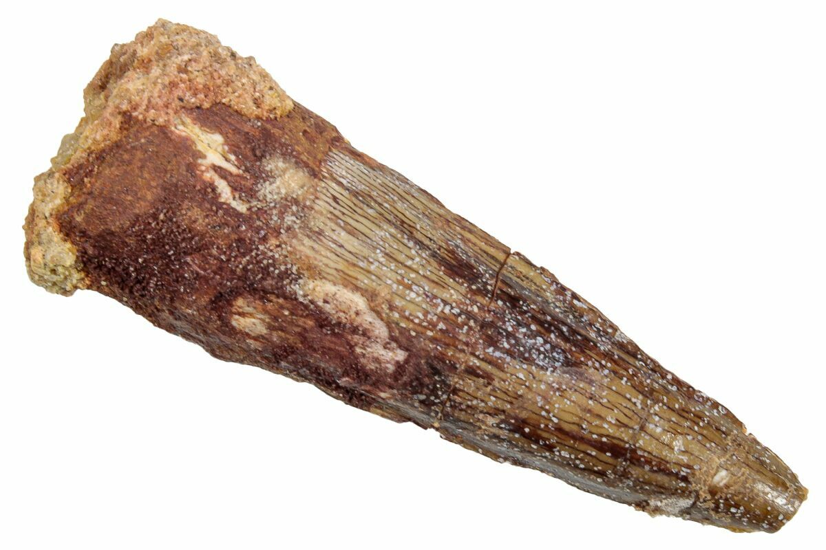 1.71" Fossil Spinosaurus Tooth - Real Dinosaur Tooth (#268686) For Sale ...