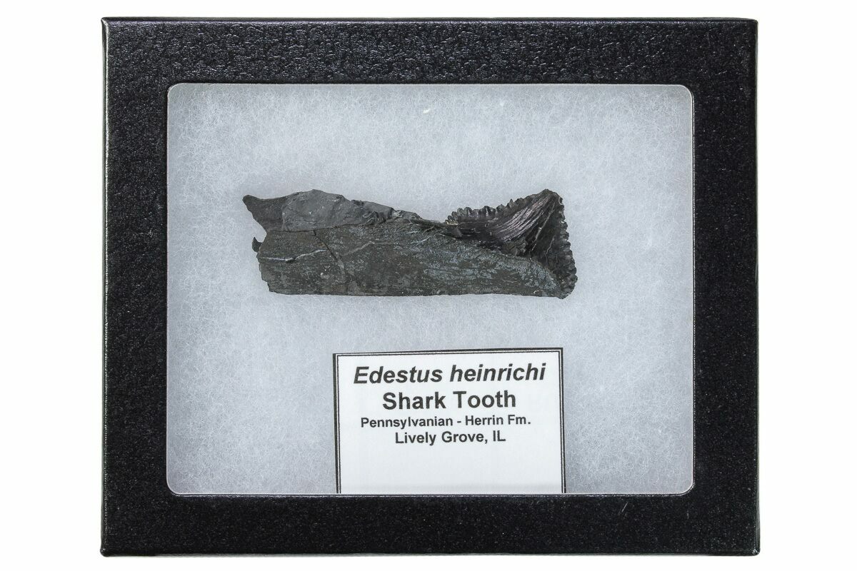 2.9" Bizarre Shark (Edestus) Jaw Section with Tooth - Carboniferous ...