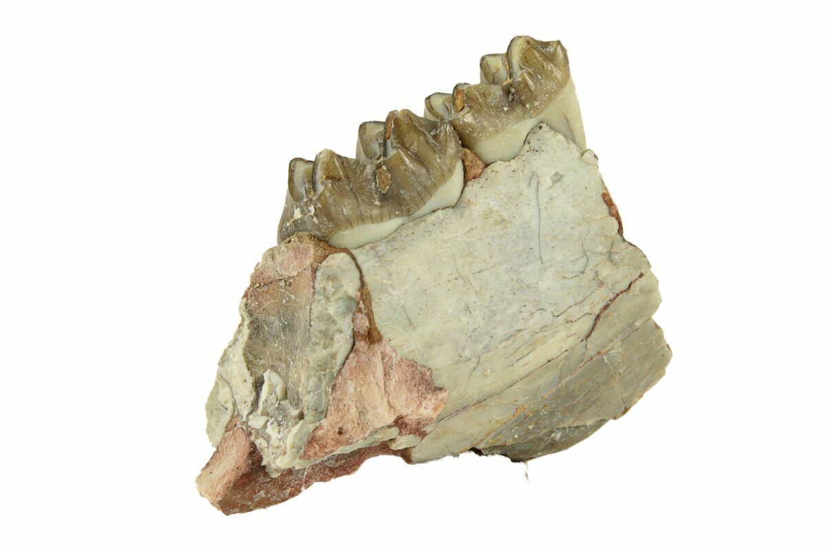 1.6" Oreodont (Merycoidodon) Jaw Section - South Dakota (#268761) For ...