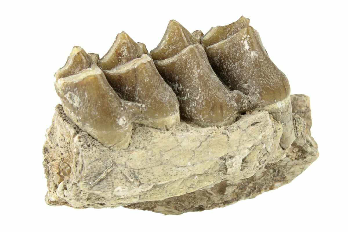 1.45" Oreodont (Merycoidodon) Jaw Section - South Dakota (#268762) For ...