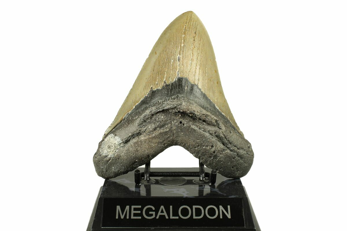 Serrated, 5.32" Fossil Megalodon Tooth - North Carolina (#269670) For ...