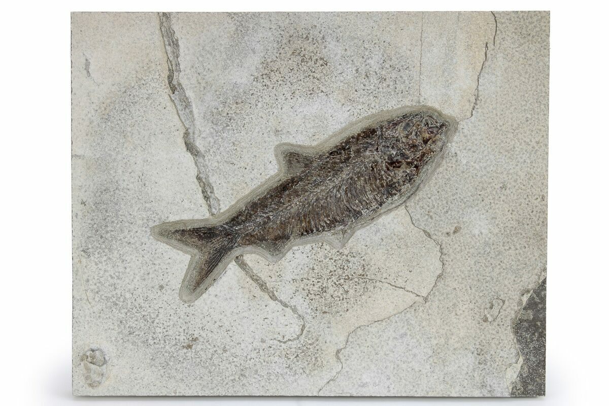 6.95" Detailed Fossil Fish (Knightia) - Huge For Species! (#269787) For ...