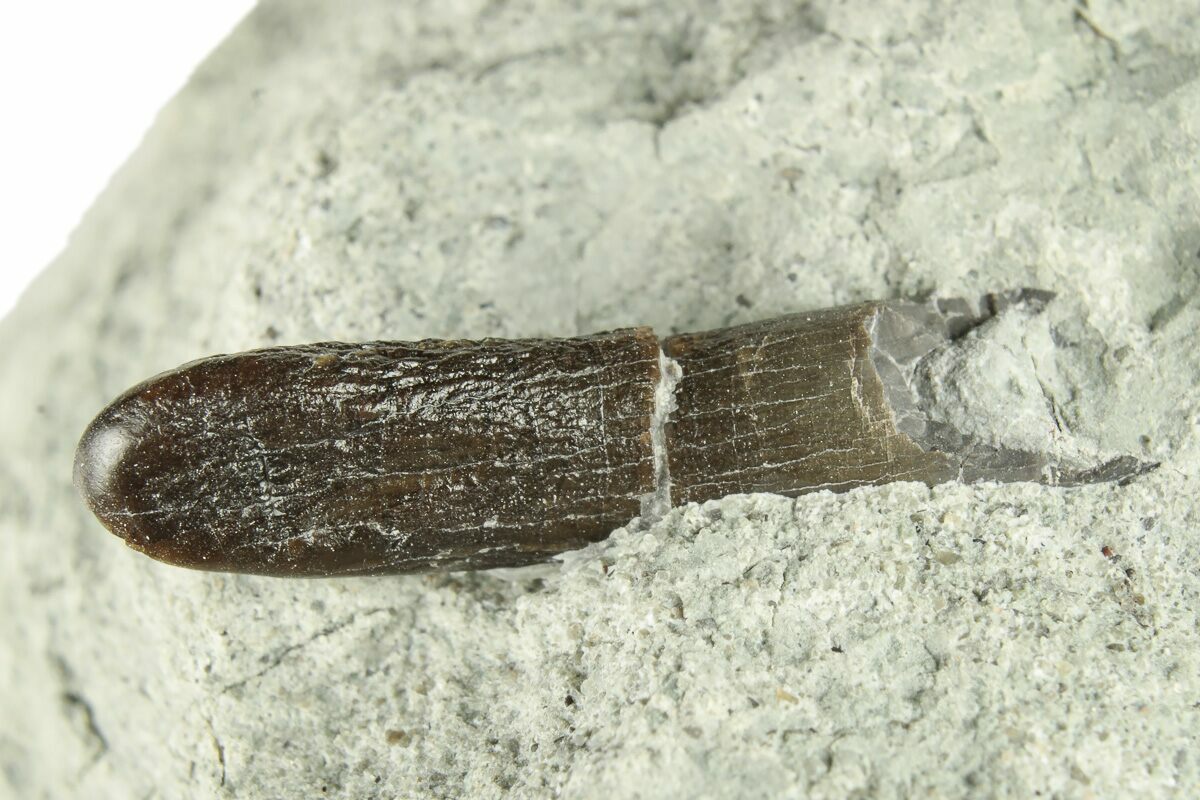 .72" Sauropod Dinosaur (Diplodocus) Tooth - Colorado (#269858) For Sale ...