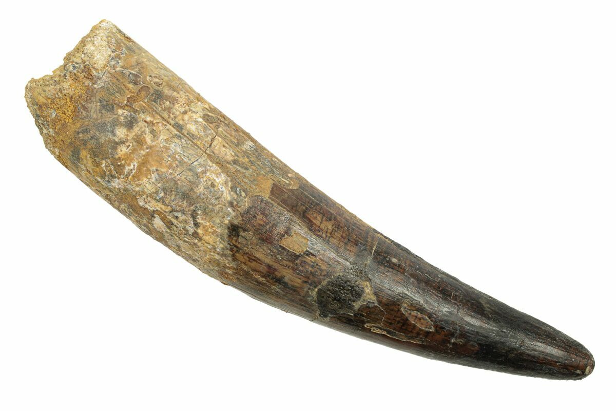 5.51" Real Fossil Spinosaurus Tooth - Massive Tooth (#268878) For Sale ...