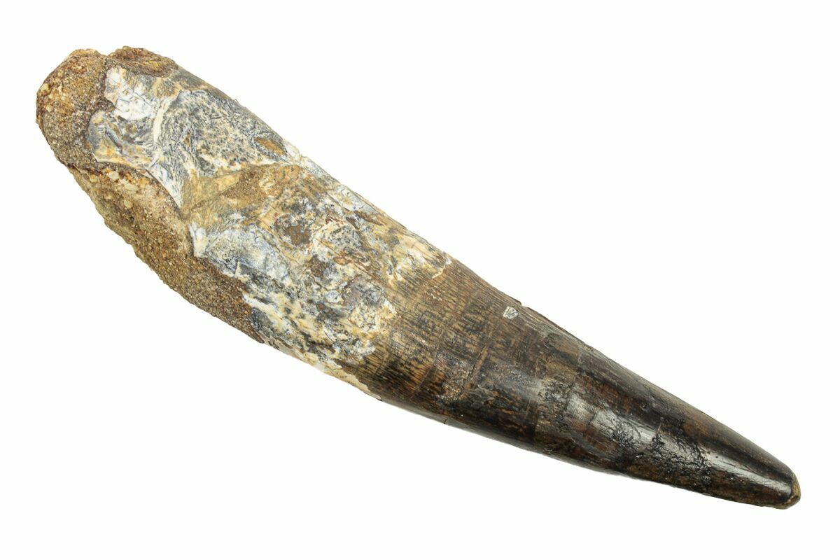 5.24" Real Fossil Spinosaurus Tooth - Massive Tooth (#268880) For Sale ...