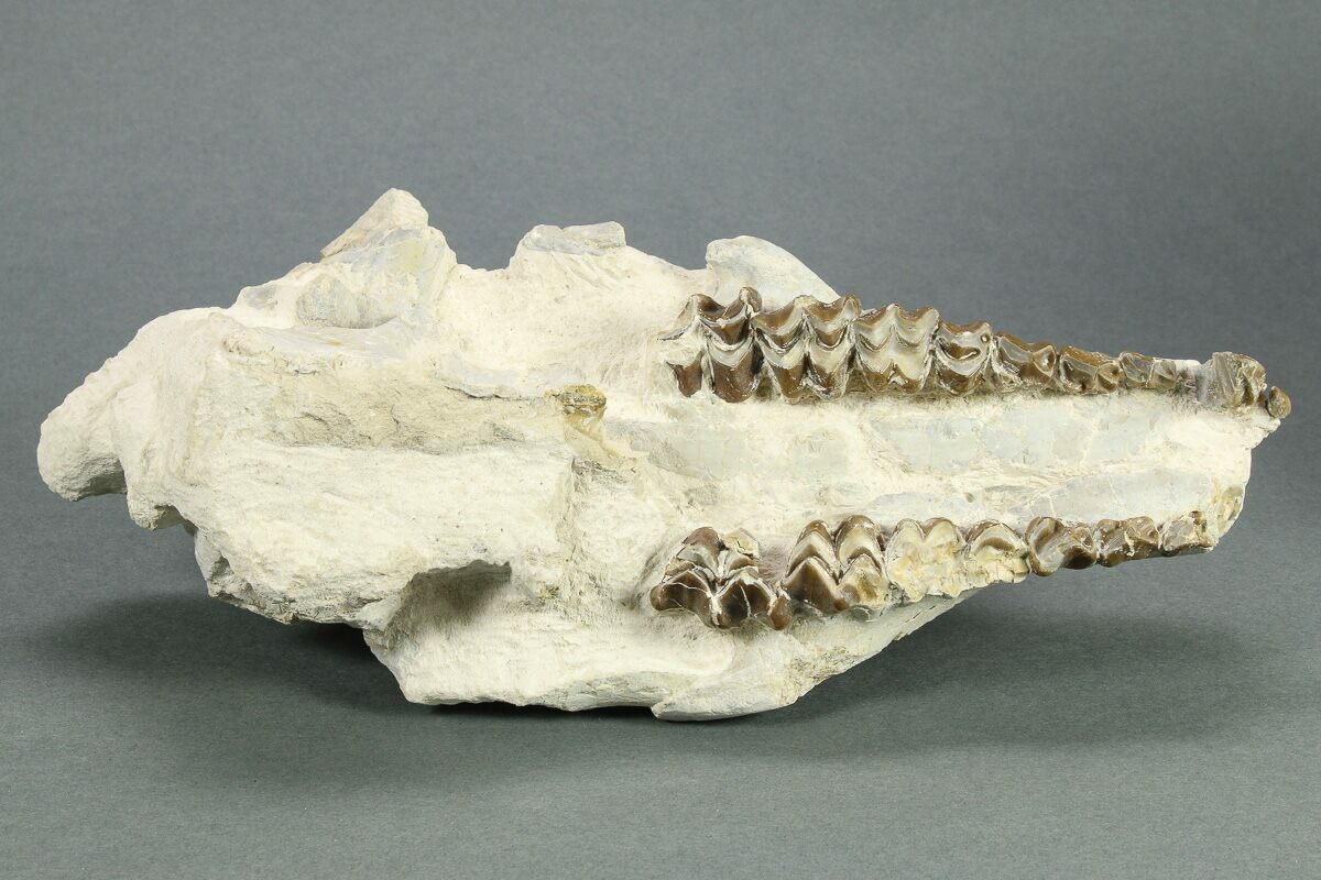 9.1" Partial Oreodont (Merycoidodon) Upper Skull - South Dakota ...