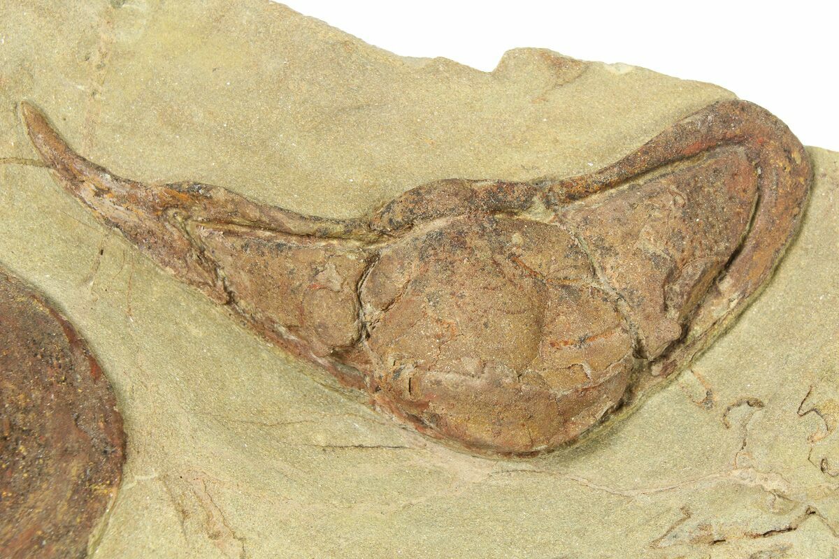 2.3" Red Foulonia Trilobite With Asaphellus - Fezouata Formation ...