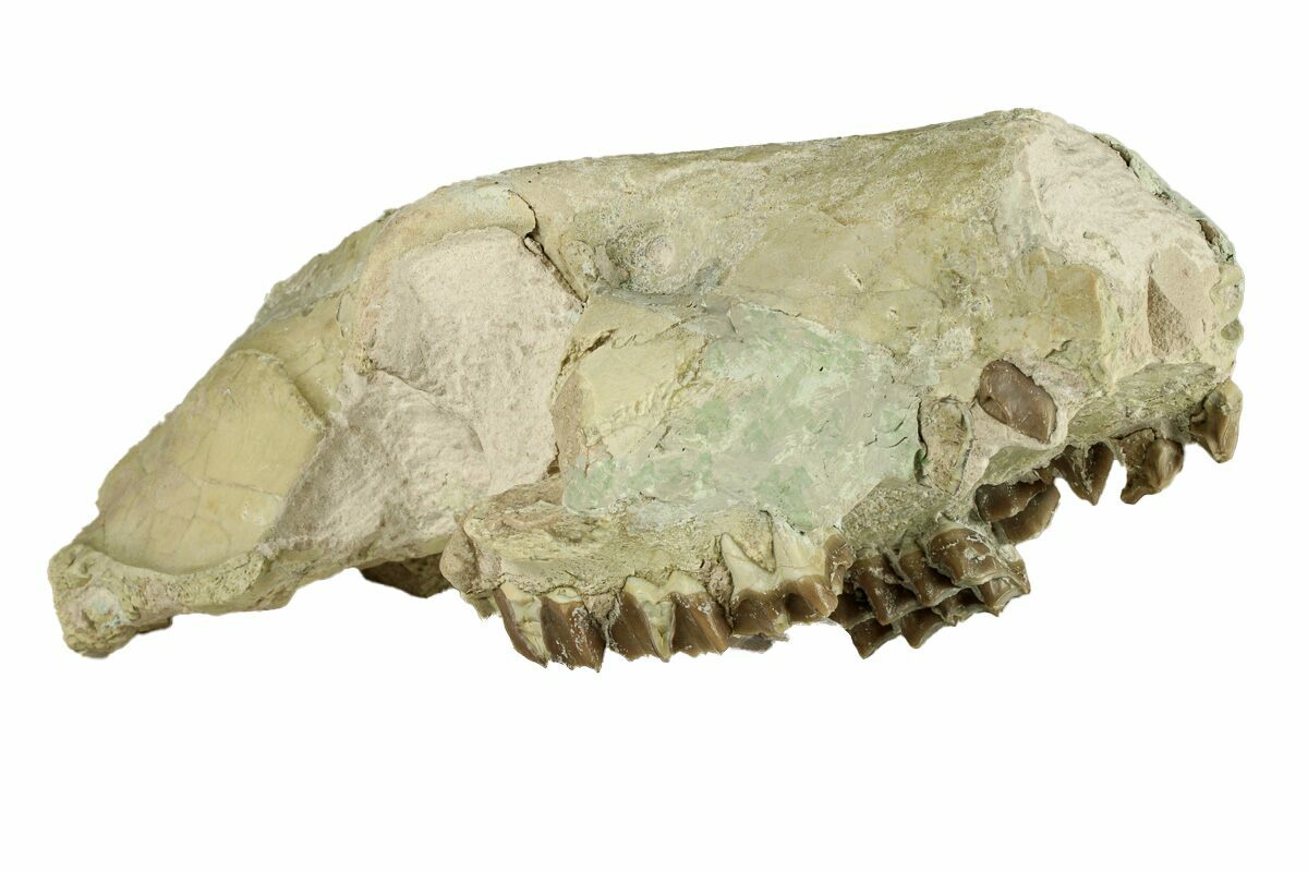 6.7" Partial Oreodont (Merycoidodon) Upper Skull - South Dakota ...