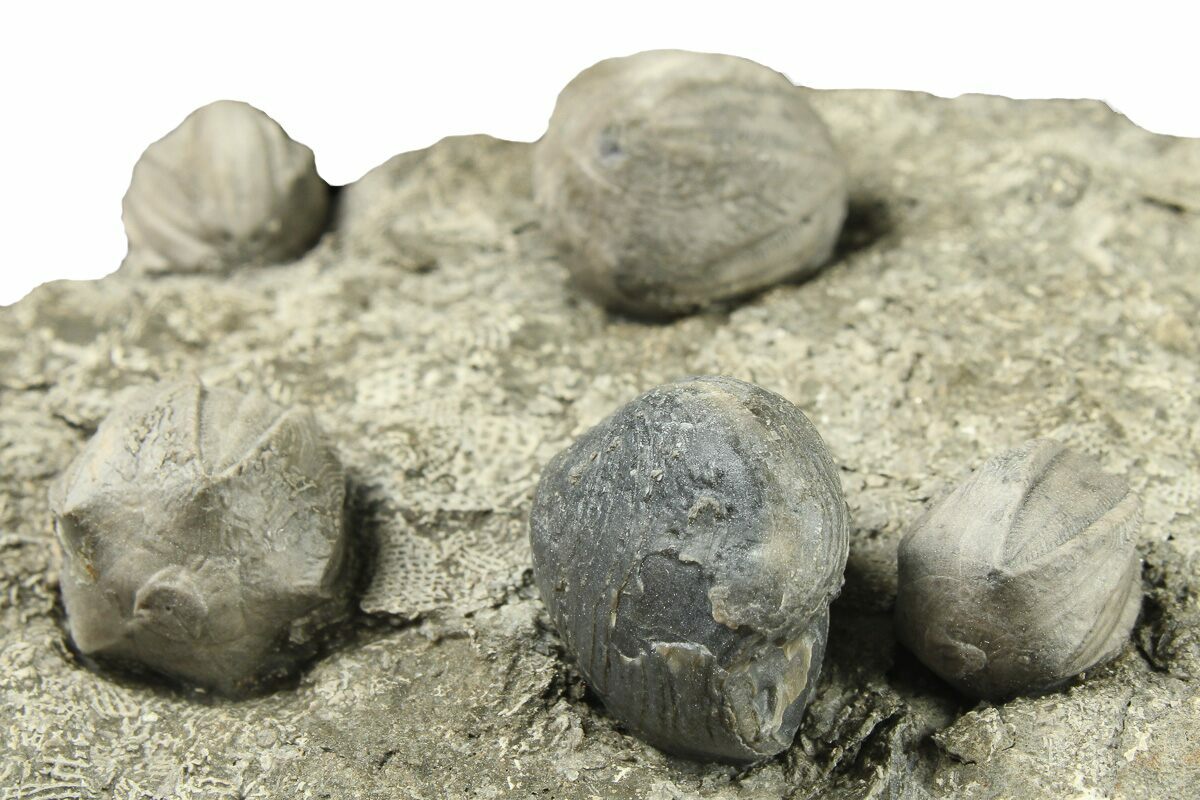 3.1" Plate of Brachiopod & Blastoid (Pentremites) Fossils - Oklahoma ...