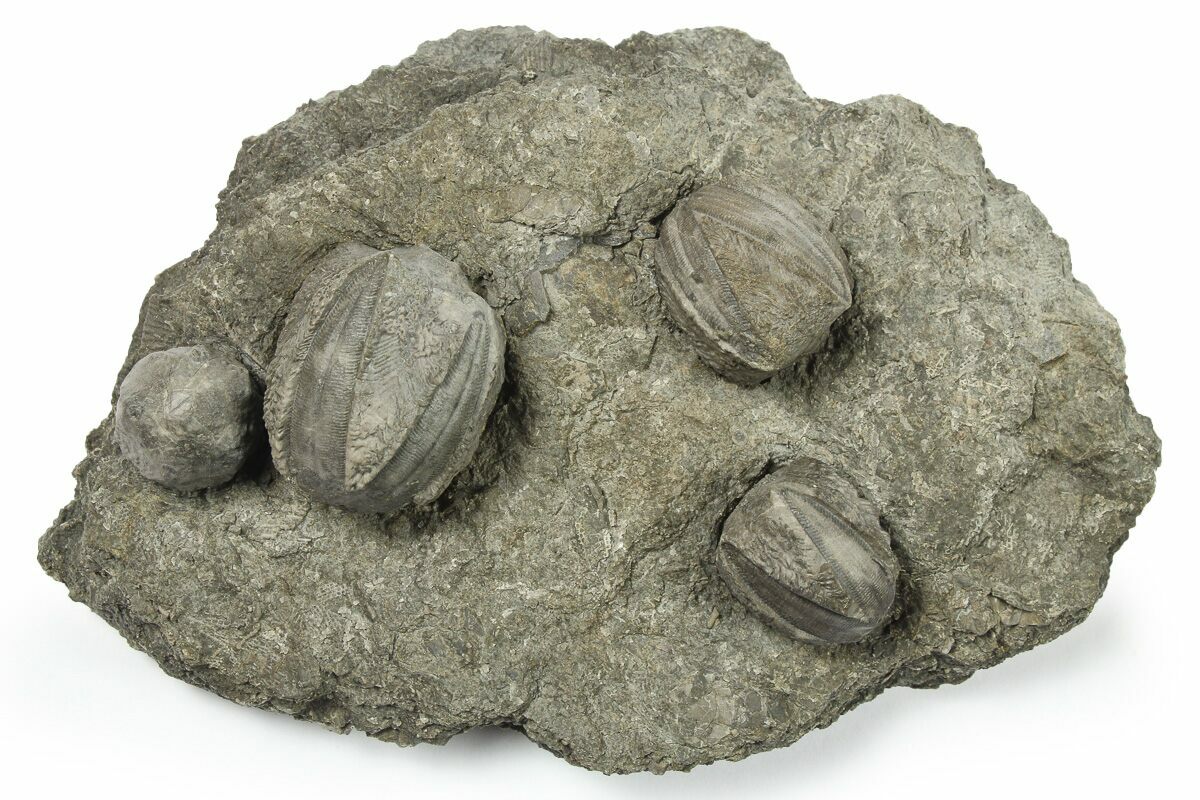 4.15" Plate of Blastoid (Pentremites) Fossils - Oklahoma (#270102) For ...