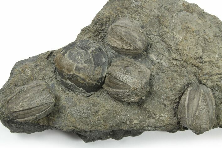 4.4" Plate of Brachiopod & Blastoid (Pentremites) Fossils - Oklahoma ...