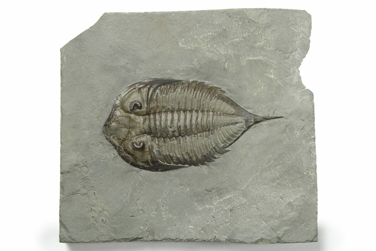 2.6" Dalmanites Trilobite Fossil - New York (#270240) For Sale ...