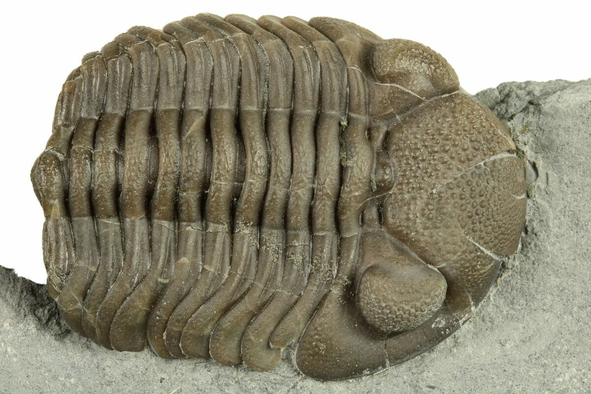 1.4" Eldredgeops Trilobite - Paulding, Ohio (#270428) For Sale ...