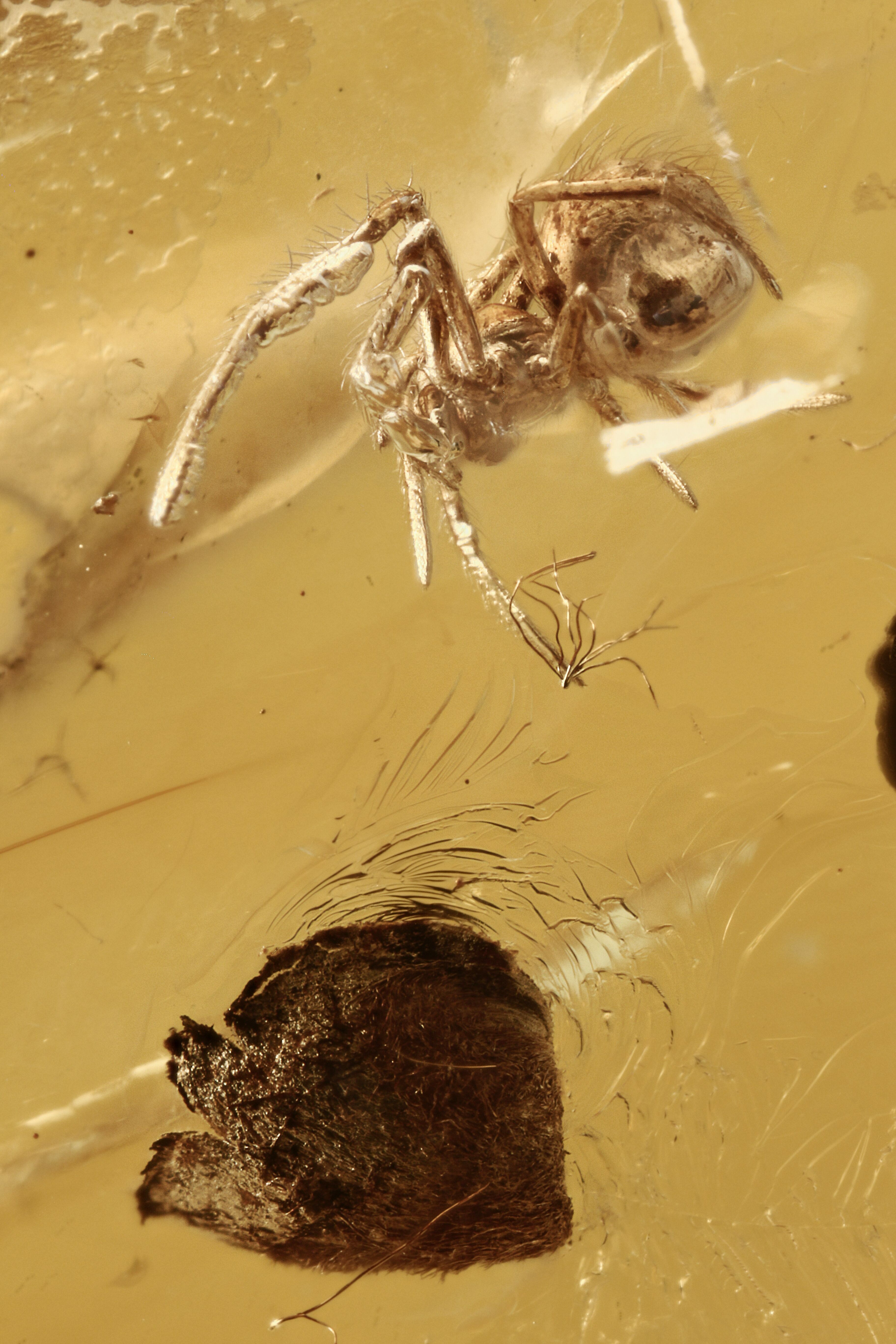 Detailed Fossil Spider (Araneae) in Baltic Amber (#270600) For Sale ...