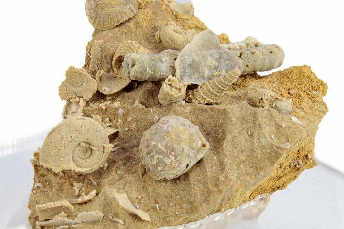 3" Miniature Fossil Cluster (Ammonites, Gastropods) - France (#270531 ...