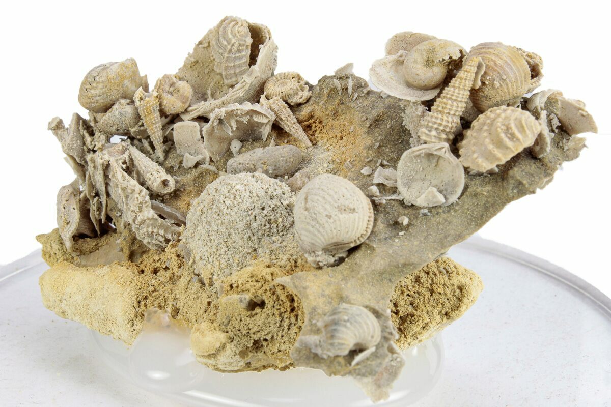 2.8" Miniature Fossil Cluster (Ammonites, Gastropods) - France (#270552 ...