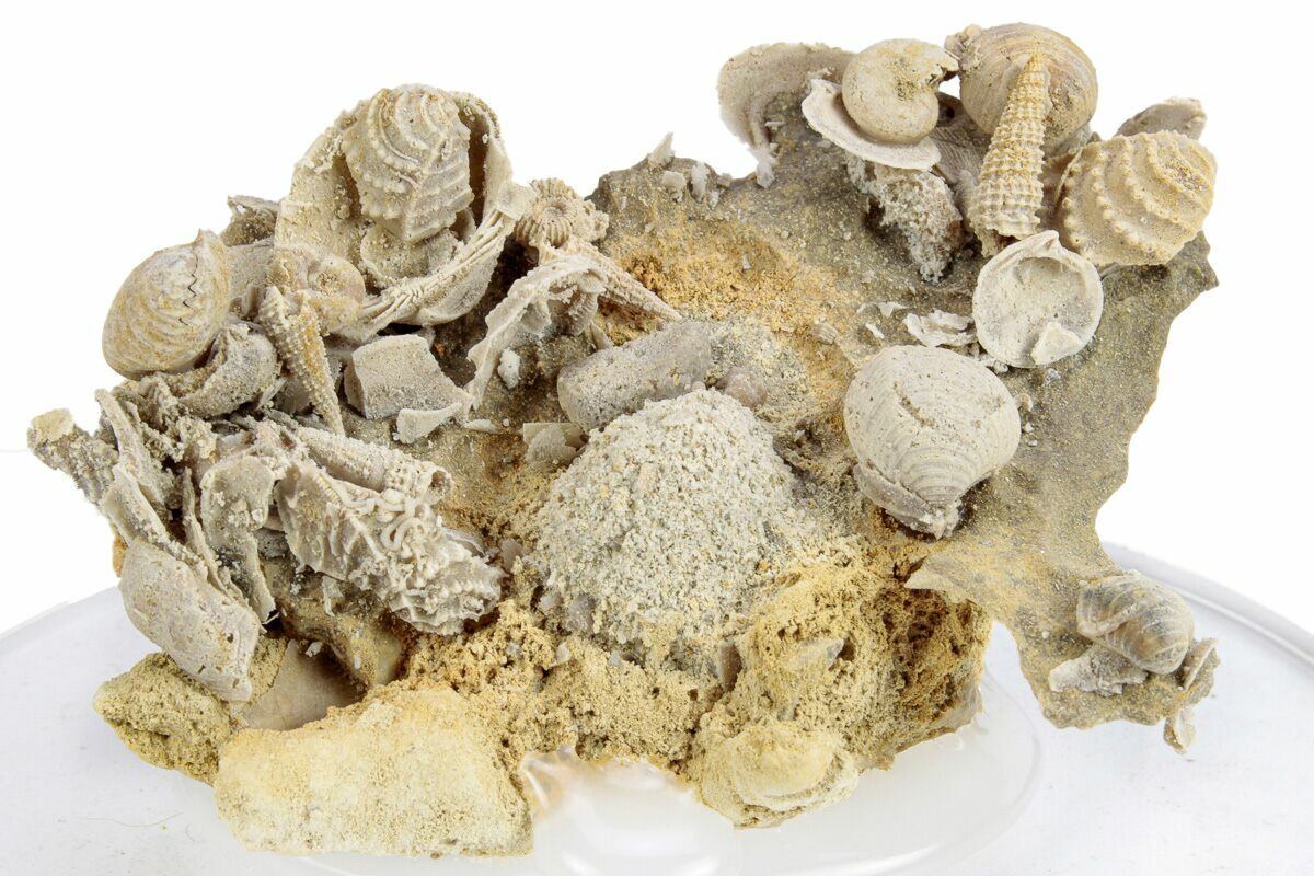 2.8" Miniature Fossil Cluster (Ammonites, Gastropods) - France (#270552 ...