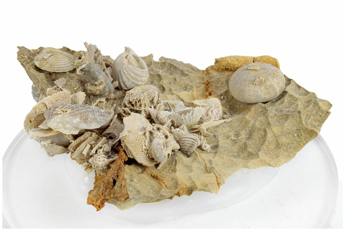 3.6" Miniature Fossil Cluster (Ammonites, Urchin) - France (#270564 ...