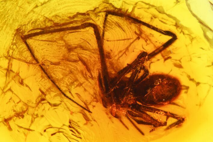 Fossil Spider (Araneae) in Baltic Amber (#270836) For Sale - FossilEra.com