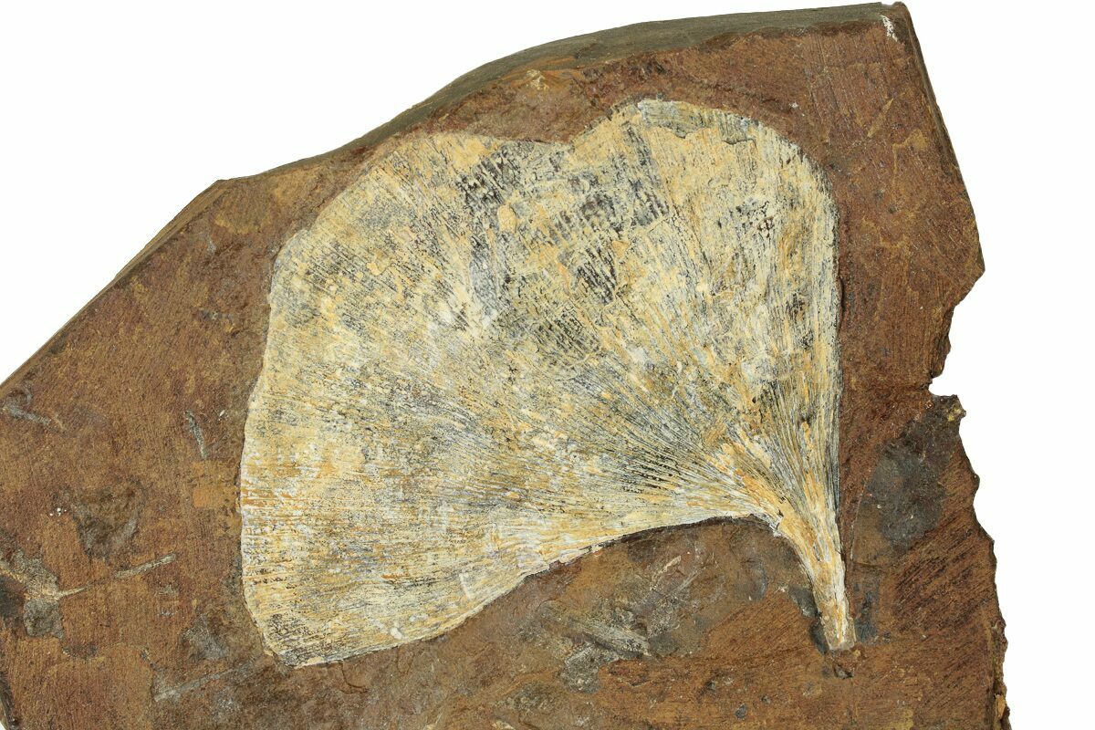 2.75" Paleocene Fossil Ginkgo Leaf - North Dakota (#271064) For Sale ...