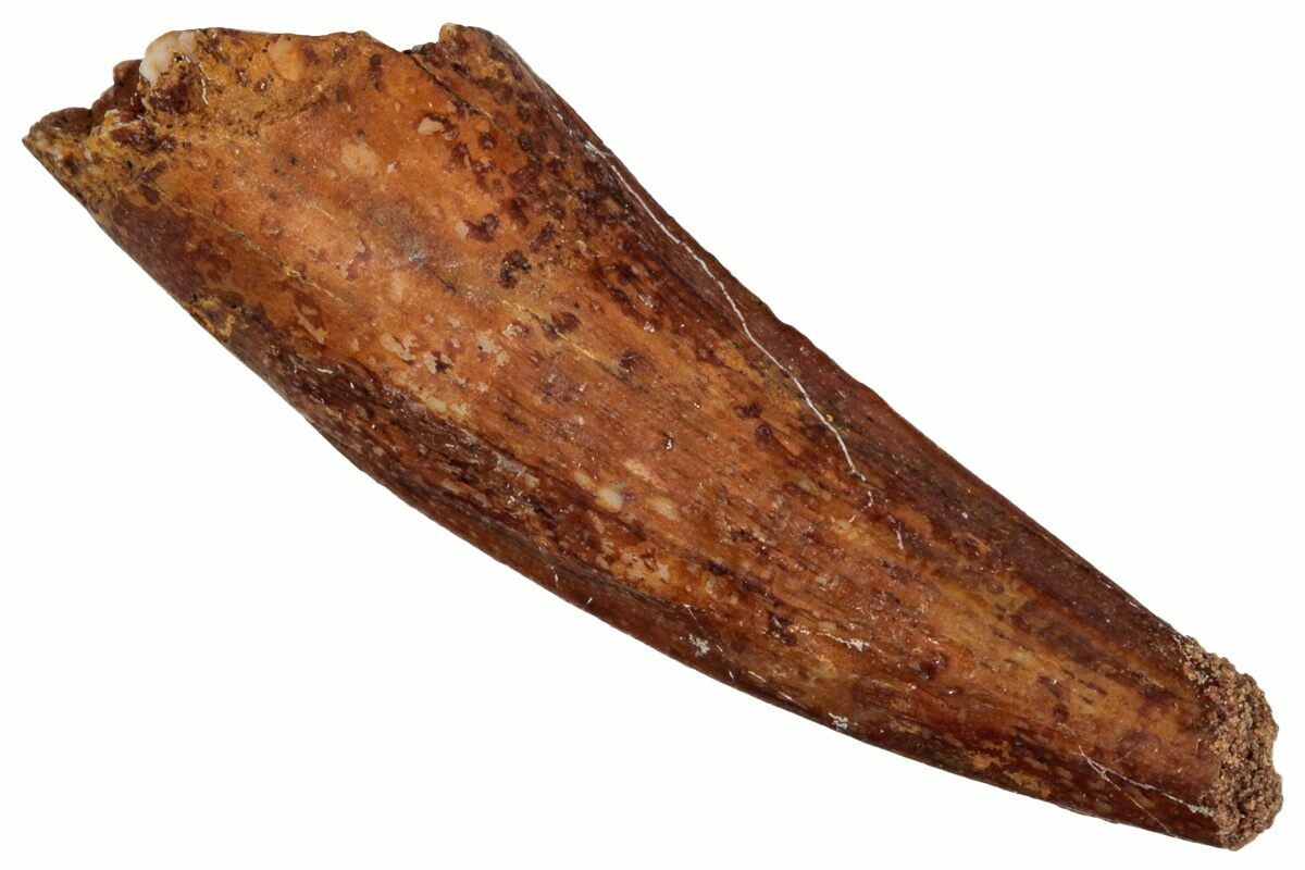 1.19" Juvenile Fossil Spinosaurus Tooth - Real Dinosaur Tooth (#268915 ...