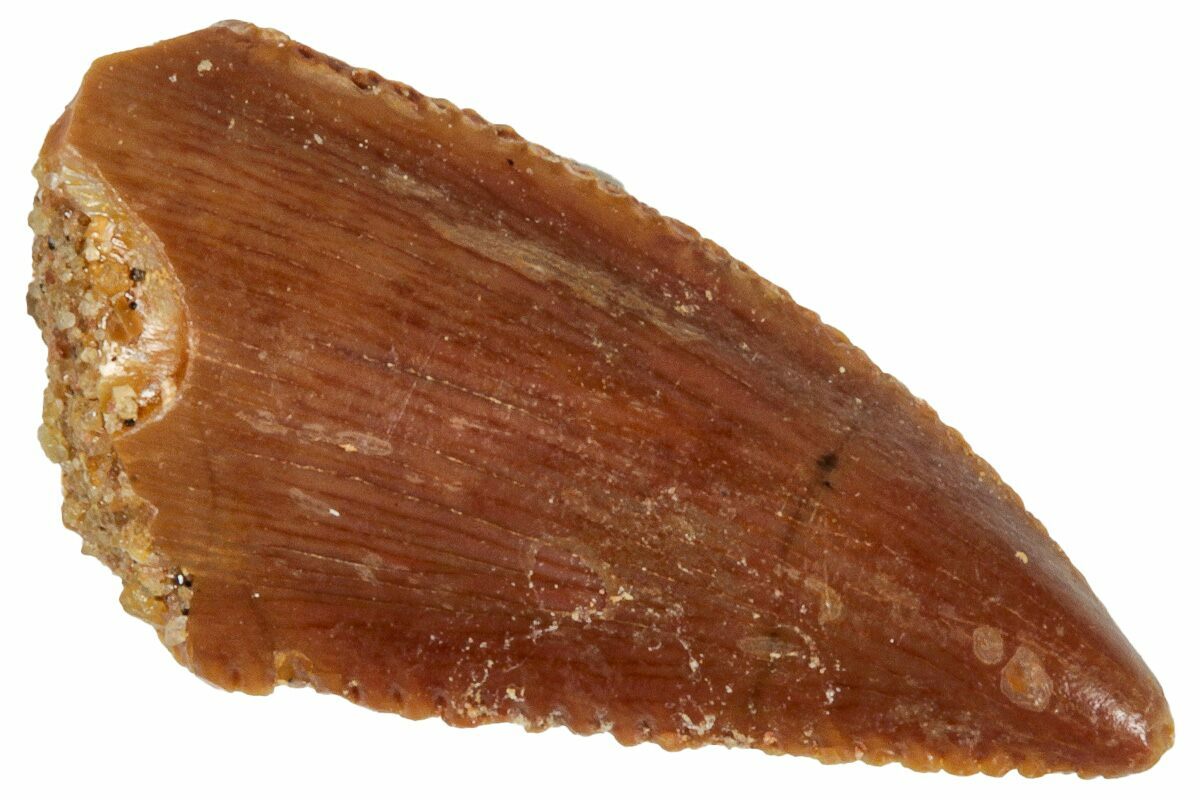 Serrated, .58" Raptor Tooth - Real Dinosaur Tooth (#269429) For Sale ...