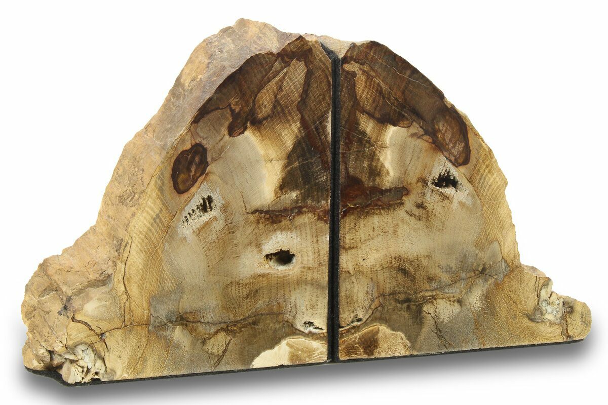 5.7" Petrified Wood (Oak) Bookends - Oregon (#271127) For Sale ...